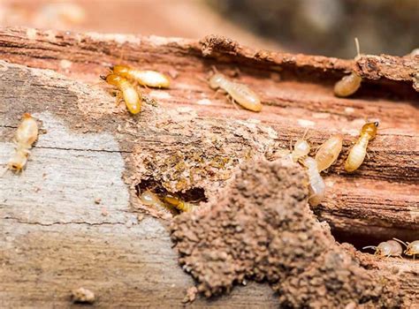 Termite Protection That Works An Ultimate Guide