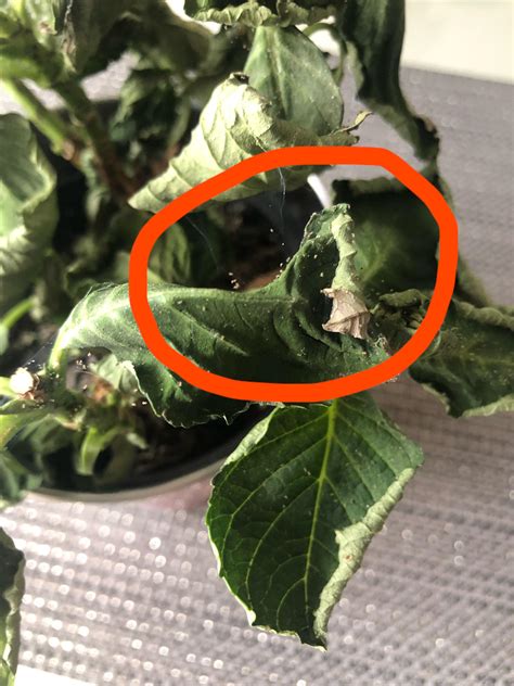 Bugs On Hydrangea What Bugs Whatisthisbug