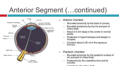 Anterior And Posterior Segment Of The Eye Pdf Nanotechnology In