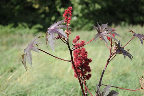 Biodegradable Flexible Polyurethane Foam Containing Tapioca Starch And Castor Oil Pu Magazine