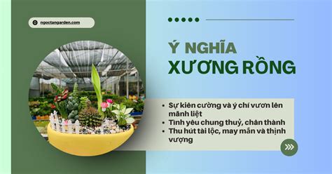 Ý Nghĩa Cây Xương Rồng Và Lợi ích Cây Xương Rồng Vườn Ngọc Tân