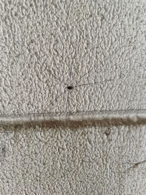 이 거미 진드기 이름이 뭔가요 지식in