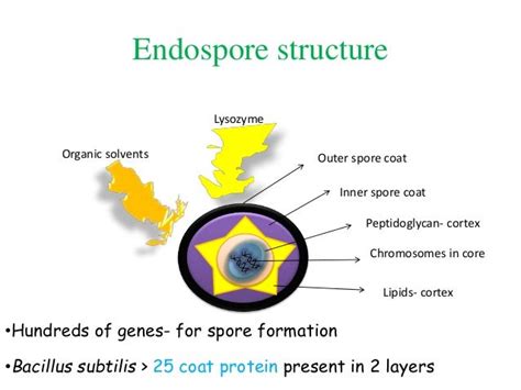 Bacterial Spore
