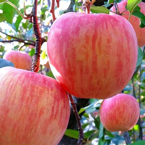 泰国王室公主：朱拉蓬公主又获一重要荣誉，佩通坦隔空祝福！财政部国家个人艺术