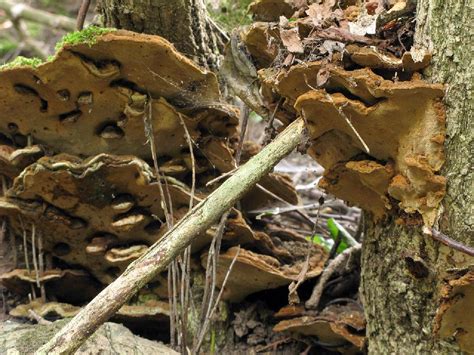 Phellinus Ribis Ohňovec Rybízový Myko Cz