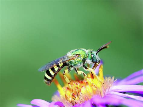Agapostemon Bee Photograph By Alex Nikitsin Pixels