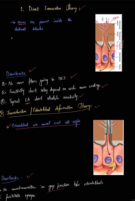 Dr Bala Dentin Hypersensitivity Theories Of Dentin Sensitivity