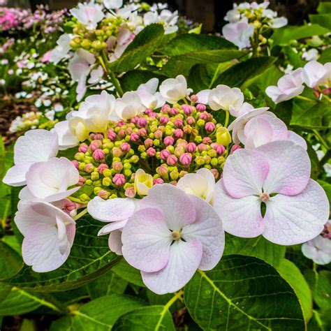 Hydrangea Teller White Mophead Hydrangea Gardeners Dream