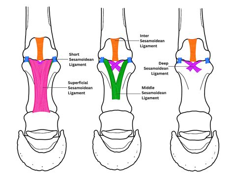 The Anatomy Of The Fetlock Joint
