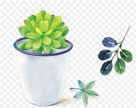 卡通手绘植物多肉png图片素材下载图片编号9609321 Png素材网