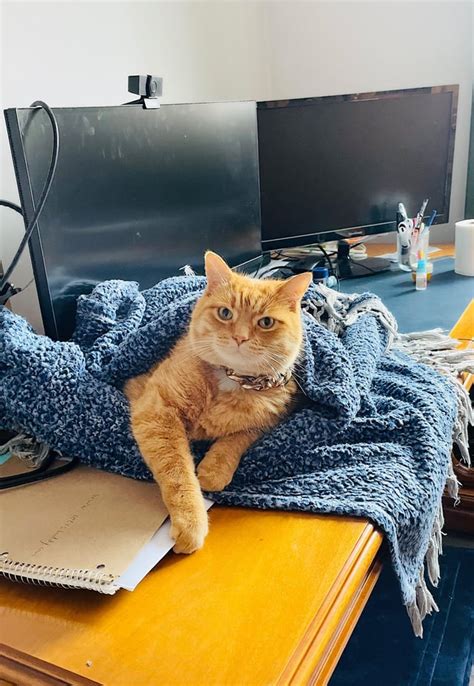 Any Spot For Plus Size Model Cats Rsupermodelcats