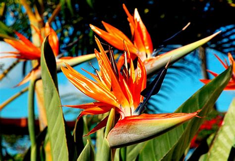 Aesthetic Wallpaper Flowers Bird Of Paradise Heliconia Free Top