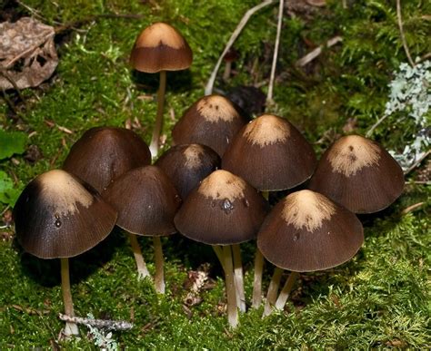 Brown Mushroom Identification Guide