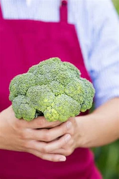 Best Size And Layout For Small Vegetable Garden — Vegetable Gardening News