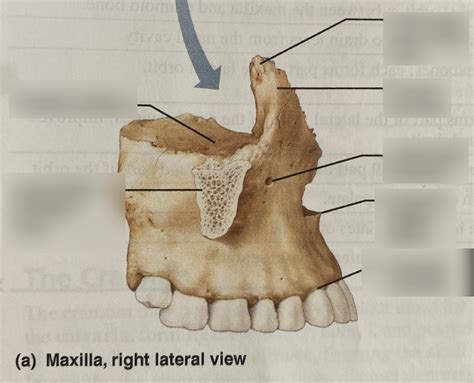 Bio 228 Maxilla Diagram Quizlet