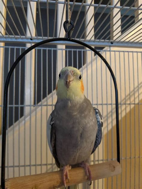 Happy Smiley Song Scrolller