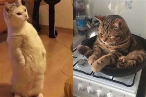 Kelakuan Kucing Lucu Lagi Ngambek