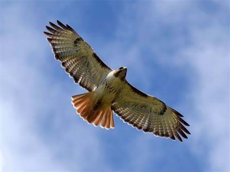 Red Tail Hawk Nest Size