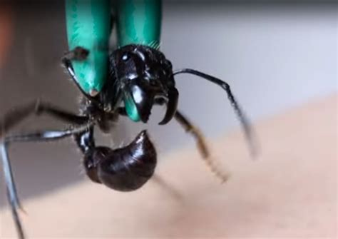 What Does A Bullet Ant Bite Look Like
