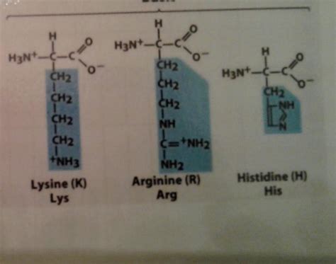 Lysine Structure At Different Ph