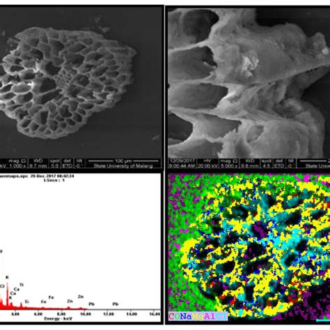 Sem Edx Mapping Of Ketawai Island Cymodocea Serrulata Roots Root