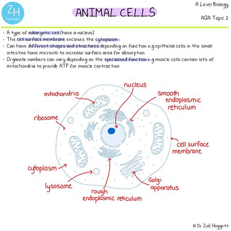 Alevel Biology Ocr Notes Cell Structure Alevel Notes