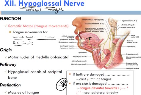 Hypoglossal Nerve Cn Xii Diagram Quizlet