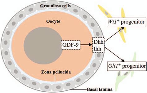 Model For The Origin Of Theca Cells Derived From Two Kinds Of Download Scientific Diagram