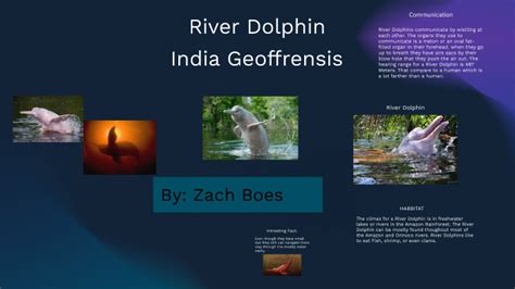 River Dolphin By Zachary Boes On Prezi