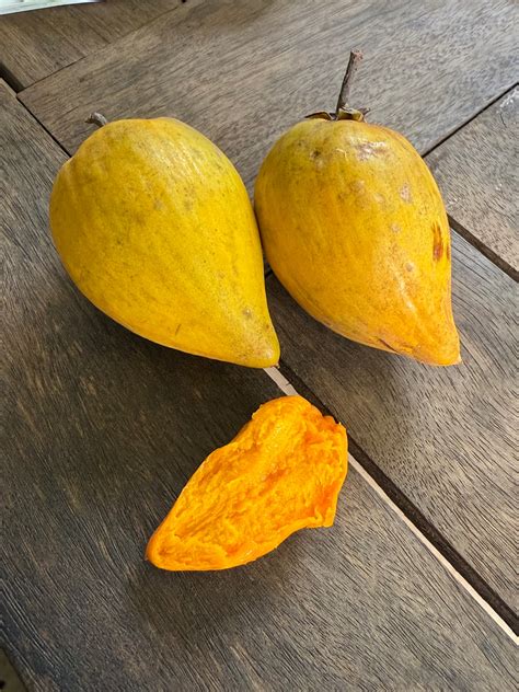 Buy Ross Sapote Canistel Tree Ross Creek Tropicals