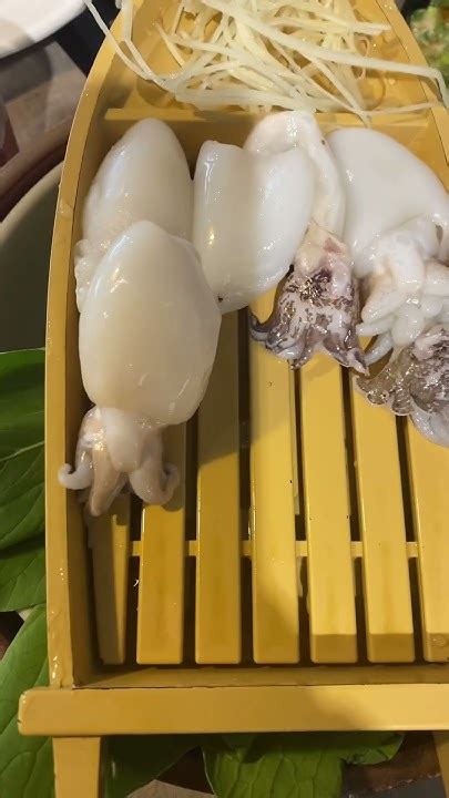 科普時間 是魷魚還是透抽？ 是花枝還是軟絲？ 中卷 烏賊 墨魚 軟翅仔 環境資訊中心 自然科學博物館 Youtube