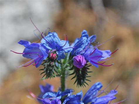 Common Vipers Bugloss It Bites Away At Pesky Ailments