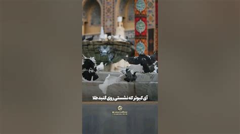 کبوتر بقیع هادی الهی نوحه سوزناک Youtube
