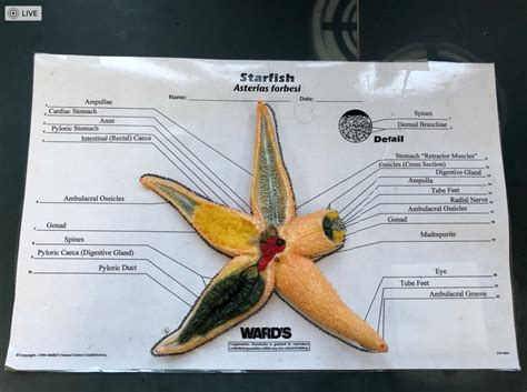 Starfish Diagram Diagram Quizlet