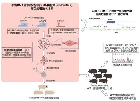无外源dna基因编辑克隆猪；crispr Cas9基因编辑；神经网络模型 知乎