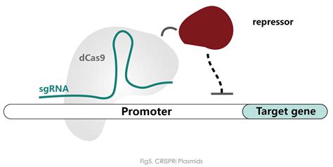 Design Hizju China Igem 2022