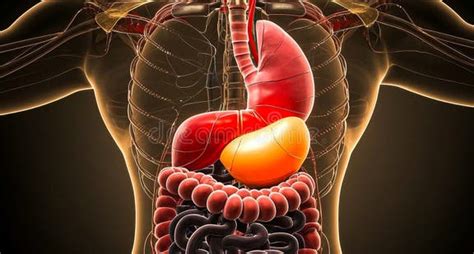 Gut Microbiome Human Small And Large Intestine Microflora Medical Concept 3d Illustration