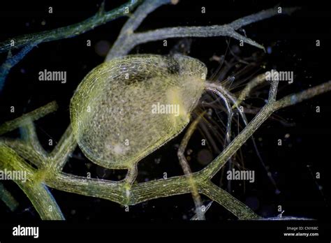 How Does A Bladderwort Trap Its Prey At Ralph Scott Blog