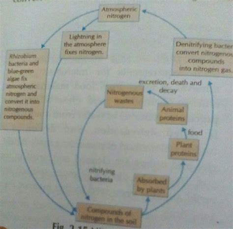 With The Help Of Digram Only Explain Nitrogen Cycle