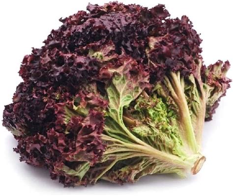 Ruby Red Lettuce Heirloom Vegetable Plant Seeds Dharaseeds
