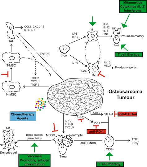 Targeting The Immunolandscape Of The Osteosarcoma Tumor Download Scientific Diagram