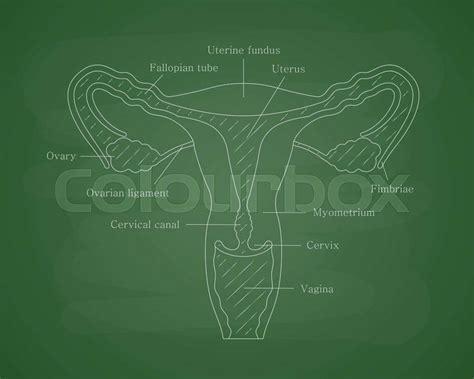 Anatomically Correct Female Reproductive Organ On A Green Sc Colourbox