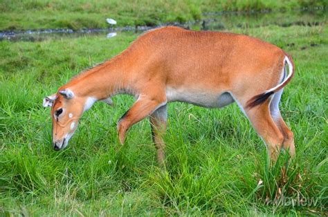 Bison Are Large Even Toed Ungulates In The Genus Bison Within Pinturas