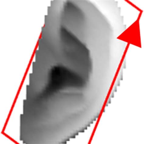 Example Of A Directional Proposal Download Scientific Diagram