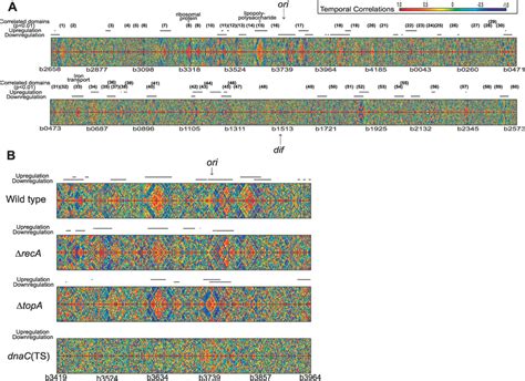Spatial Correlations Of Temporal Transcriptional Profiles Elicited By