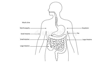 Human Digestive System Diagram Anatomy Chart Stock Illustration