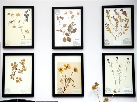 The Herbarium Specimens At Amber Polk Blog
