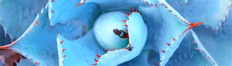 Comprehensive Digestive Stool Analysis Cdsa Boulder Natural Health