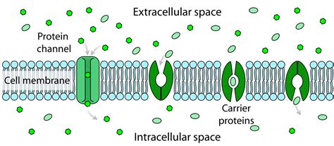 Transport Across Plasma Membranes Biological Sciencess