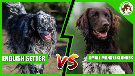 Are Small Munsterlanders Intelligent Dogs